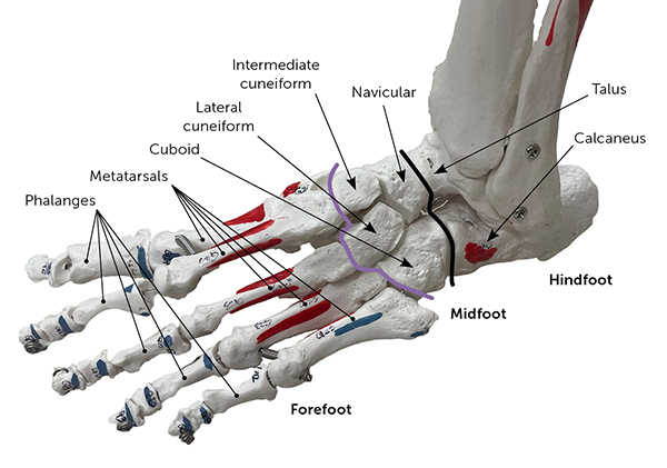 Common Foot Fractures | AAFP