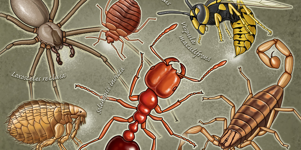 Arthropod Bites and Stings | AAFP