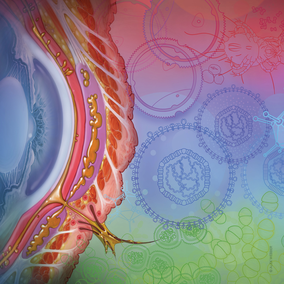 Conjunctivitis: Diagnosis and Management | AAFP